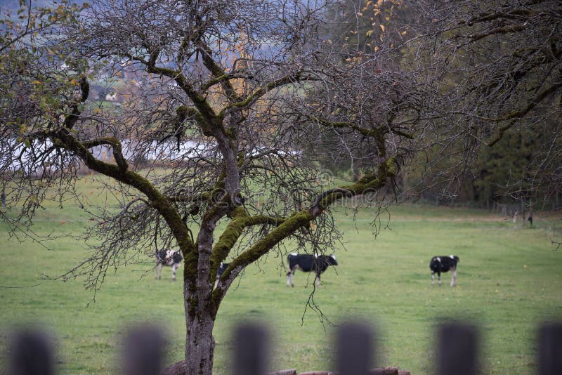 Cows and Trees on a Cow Pasture Stock Image - Image of cattle, arable ...