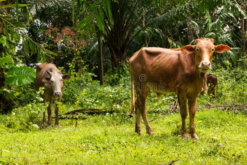 Cow in Tropical Forest in Phuket Stock Image - Image of agriculture ...