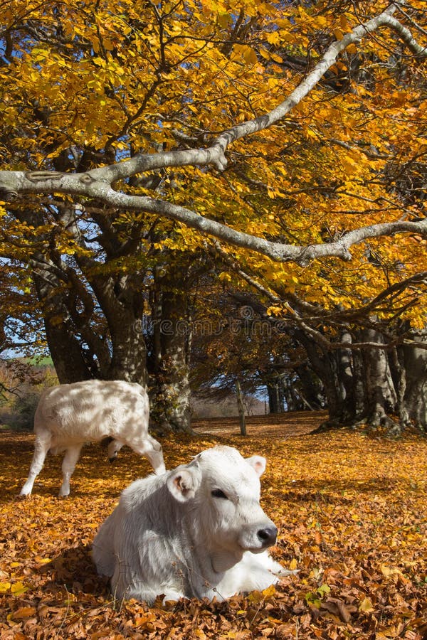 Cows under autumn tree stock photo. Image of veal, leaf - 61814686
