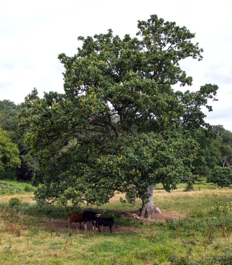 Cows under tree stock image. Image of grass, country - 166507831