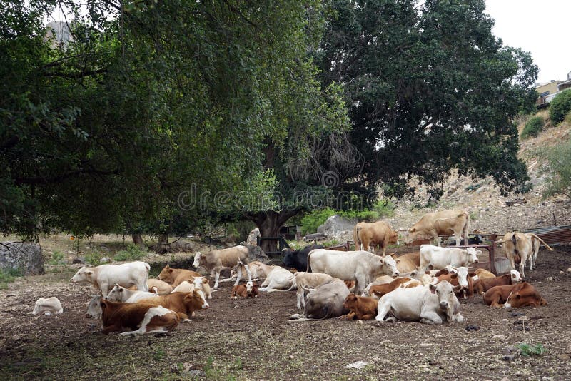 924 Cows Under Tree Stock Photos - Free & Royalty-Free Stock Photos ...