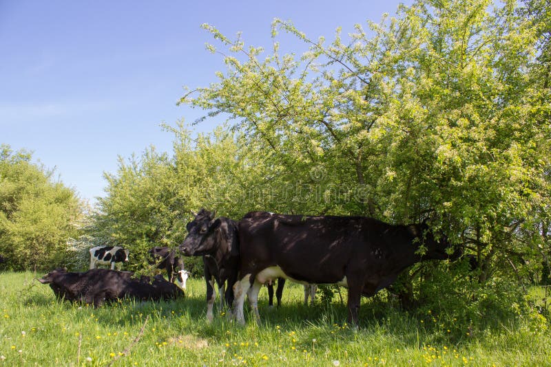 Cows Under the Tree,a Herd of Cows Near the Tree Hide from the Heat ...