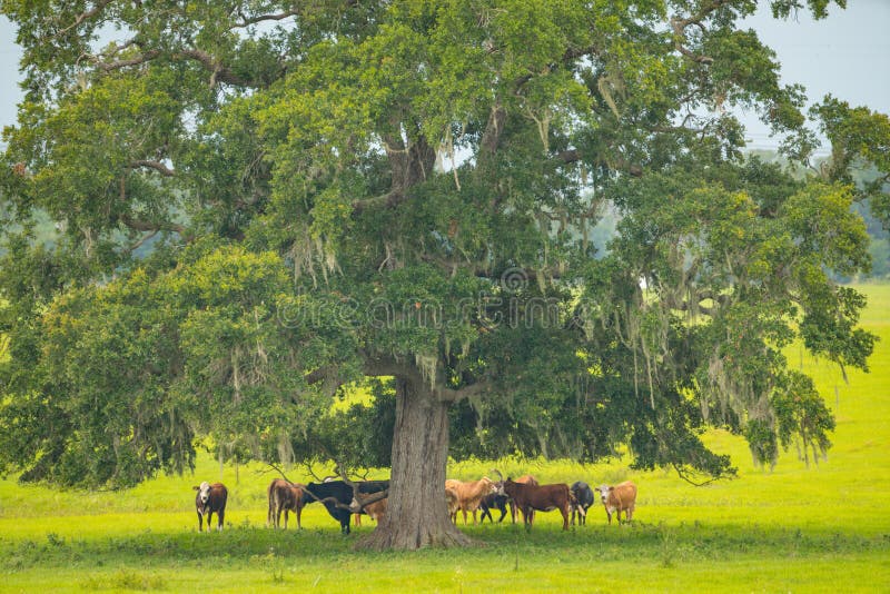 Cows Under a Tree Shot with 500mm Supertelephoto Lens Stock Photo ...
