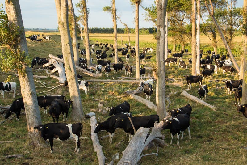 Cows Under Trees stock image. Image of grass, farm, countryside - 38147955