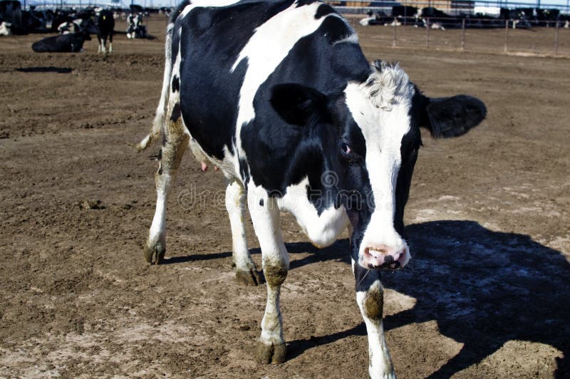 Cows up close on farm stock image. Image of fresian, heffer - 12004105