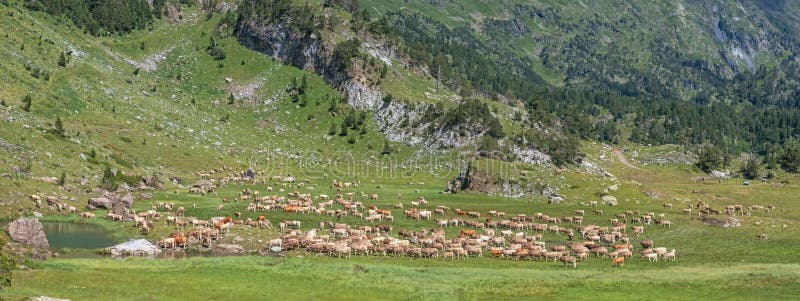 560 Cows Milk Spanish Stock Photos - Free & Royalty-Free Stock Photos ...