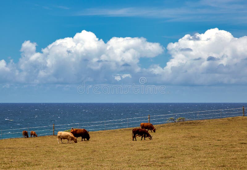 Cows with a View stock image. Image of ocean, view, island - 125471443