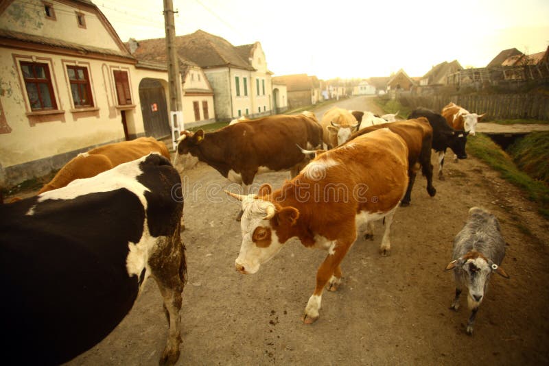 Cows in a village stock photo. Image of natural, beautiful - 49667544