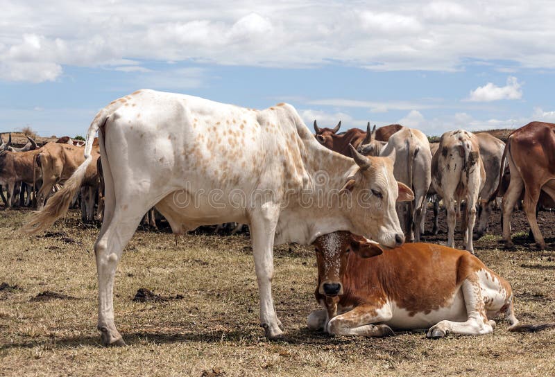 Cows in village stock photo. Image of masai, colorful - 42248922