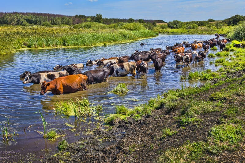 Cows wade cross the river stock photo. Image of ranch - 25841960