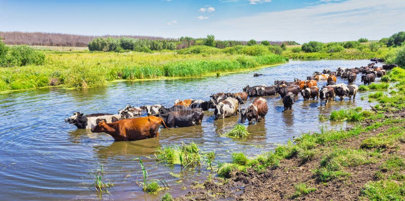 Cows Wade Cross the River Water Flow on a Summer Day. Cows Crossing ...