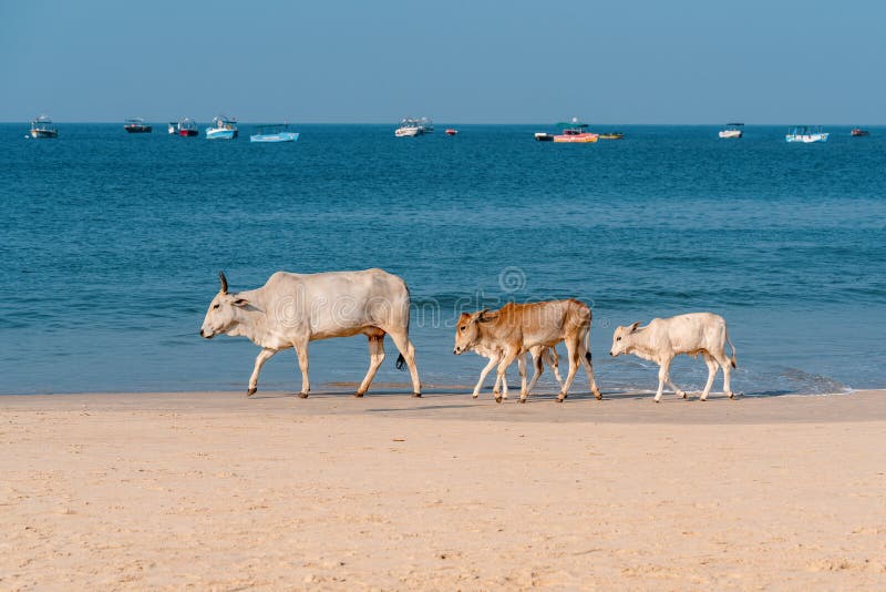Cows Walk Along the Sea Beach Stock Image - Image of shepherd, running ...