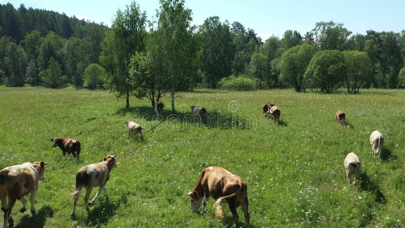 Cows Walking in the Field. Above View of Cows on Grazing in Summer ...