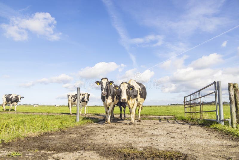 Cows Walking in a Field, Approaching Oncoming on a Path Happy and ...