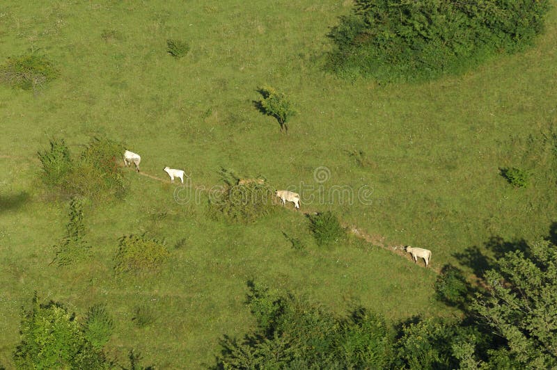 Cows Walking on a Meadow Path Stock Image - Image of french ...