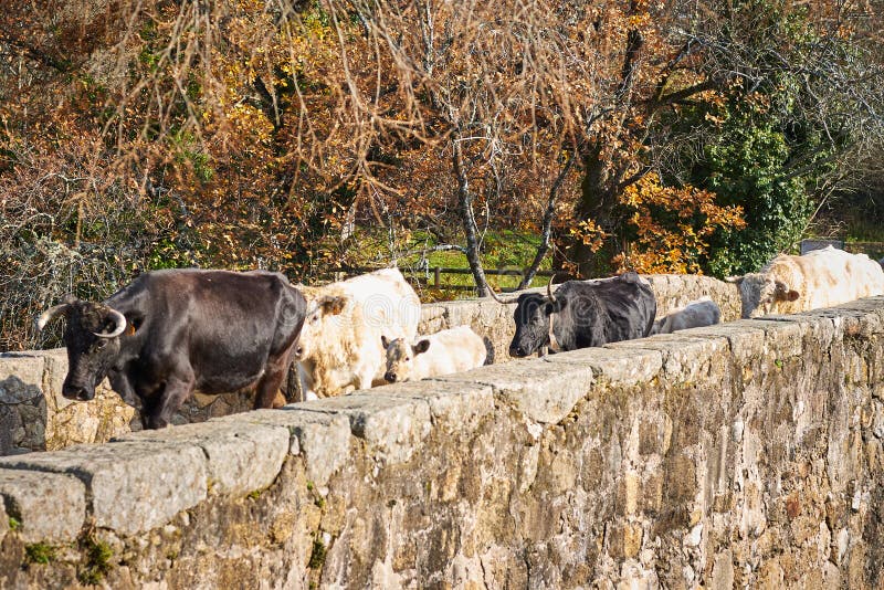 Cows Walking on a Roman Bridge. Rural World Stock Photo - Image of ...