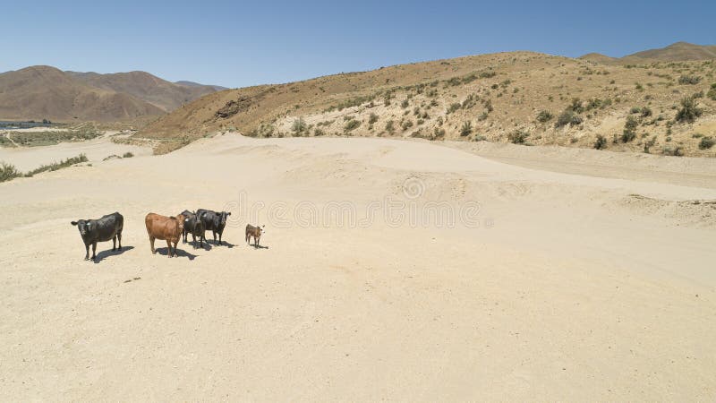 Cows Moving through the Sand in a Small Group Stock Image - Image of ...