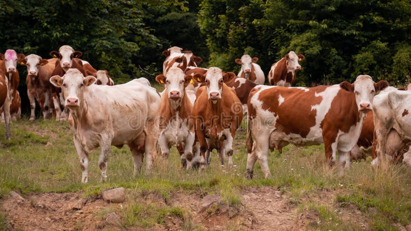 Cows are Watching Carefully for the Impending Threat Stock Image ...