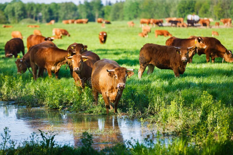 The cows at the watering stock photo. Image of herd, limousin - 93113738