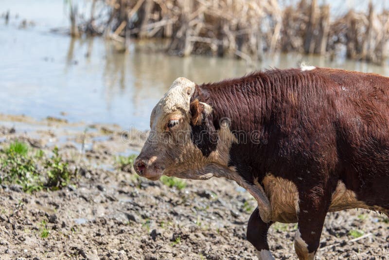 Cows at a Watering Place on a Pond in Spring Stock Image - Image of ...