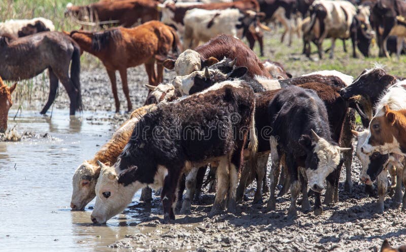 Cows at a Watering Place on a Pond in Spring Stock Photo - Image of ...