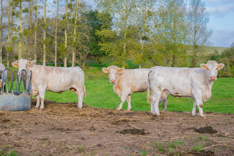 Cows are at the Watering Trough Stock Image - Image of drinking ...