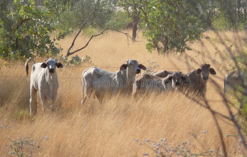 Cattle Stampede stock photo. Image of cattle, livestock - 14683024