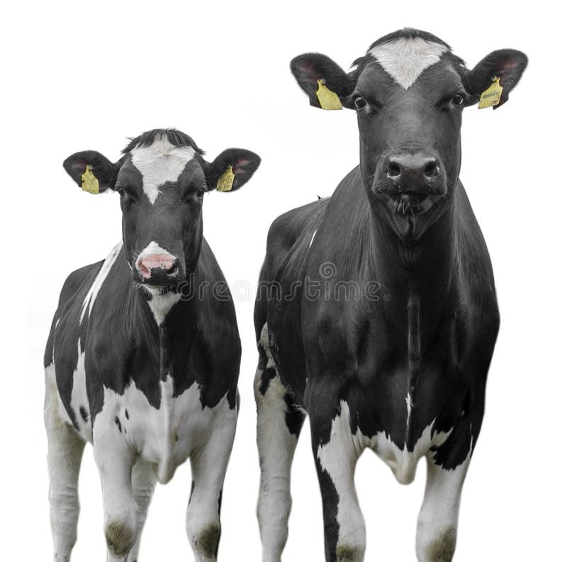 Cows on a white background stock photo. Image of cattle - 246531864