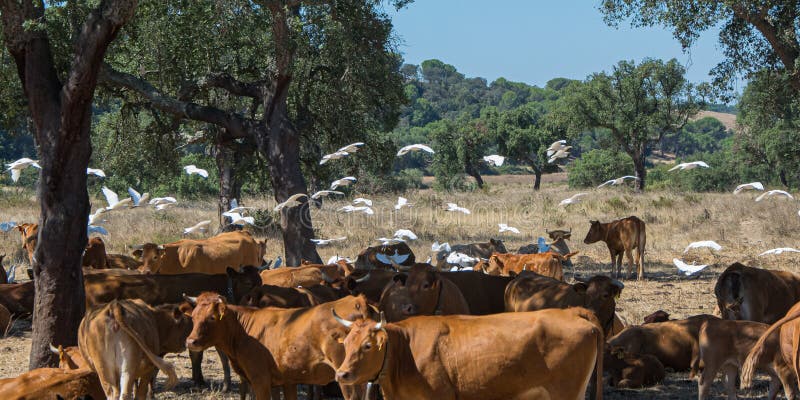 Cows And White Birds Flying Among Cattle Stock Photo - Image of copy ...