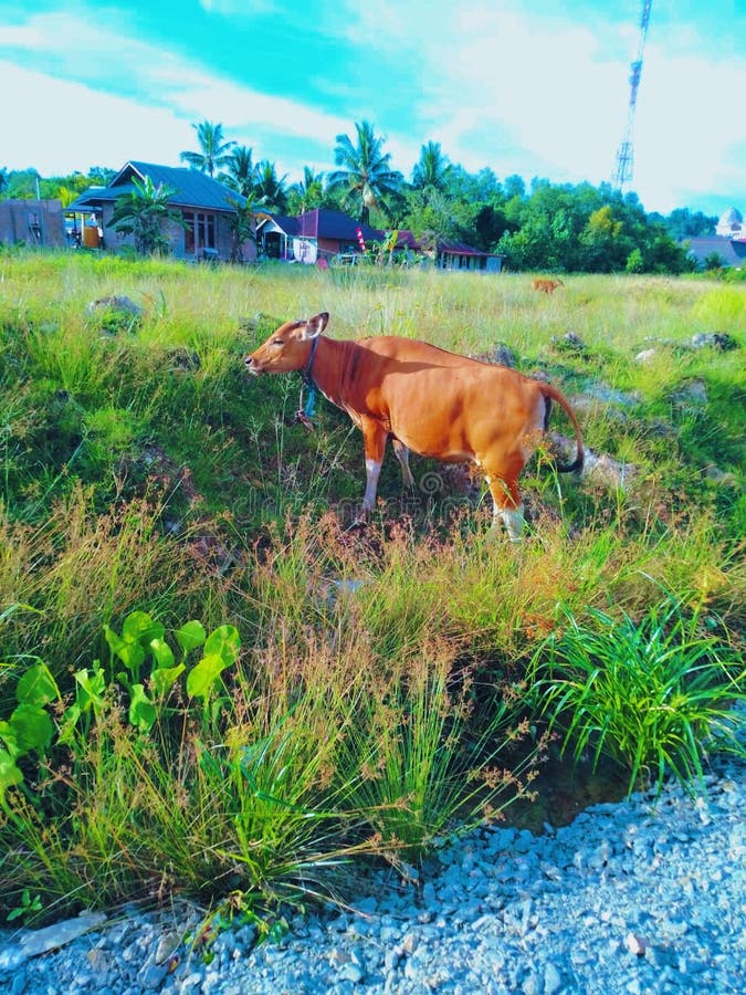 Cows in a Wide Field Indonesia Farm Stock Photo - Image of cows, farm ...