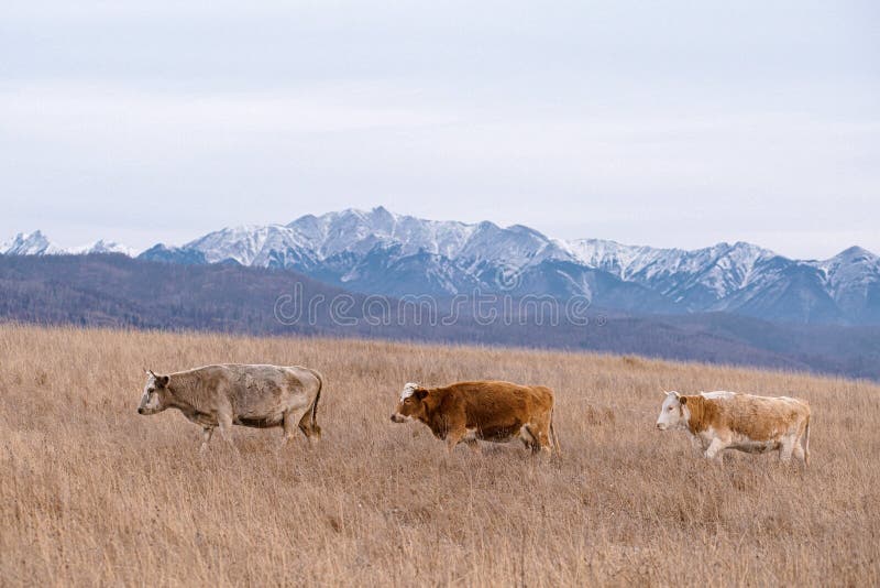 Cows in the Wild. Three Cows on Mountains Background Stock Image ...