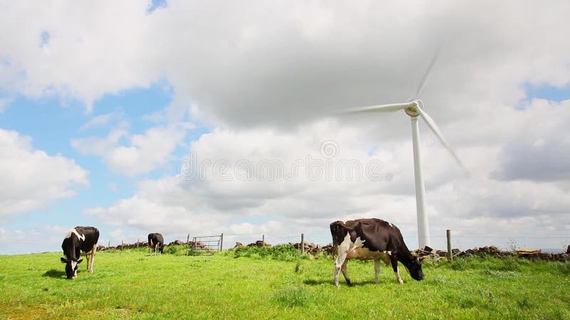 Cows on a Wind farm stock video. Video of wind, grazing - 55356039
