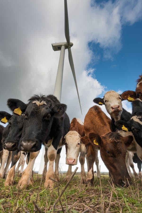 Cows and wind turbines. stock image. Image of clear, ecologically - 2431005