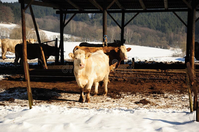 Cows in winter stock image. Image of agriculture, nature - 60729641