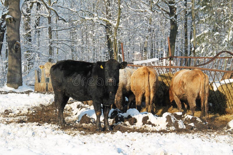 Cows in winter stock photo. Image of freeze, organic - 85436208