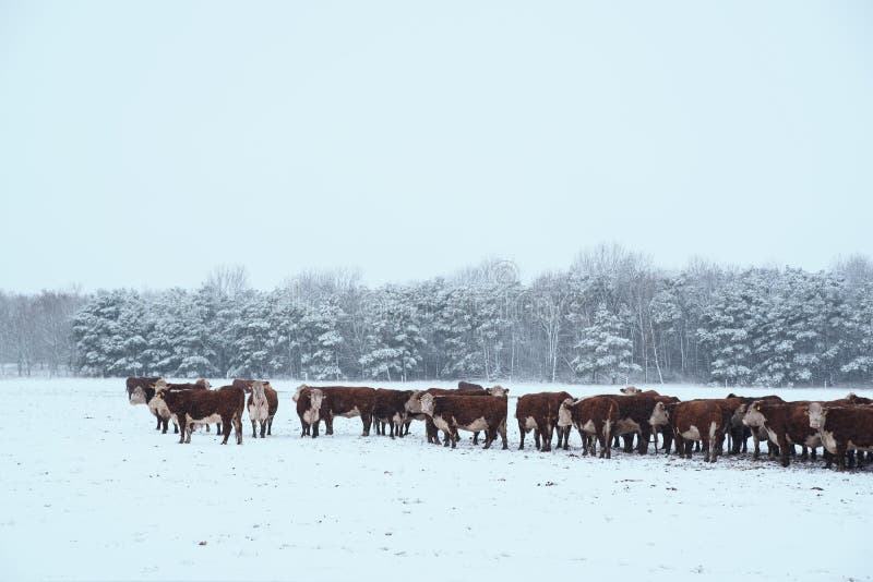 Cows in winter stock photo. Image of snow, outdoors, cows - 8272424