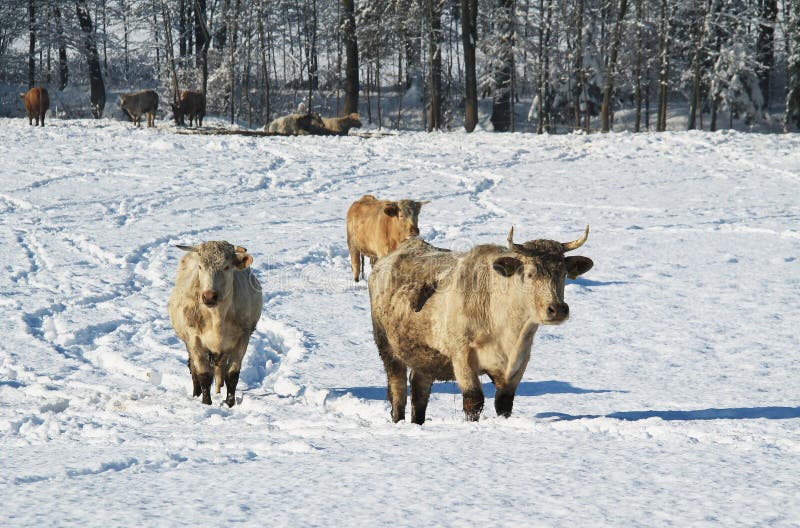 Cows in winter stock photo. Image of domesticated, environment - 85435958