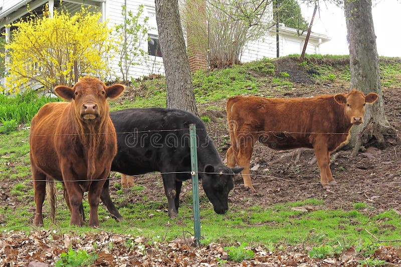 Cows in Yard stock image. Image of industry, cows, cattle - 44134311
