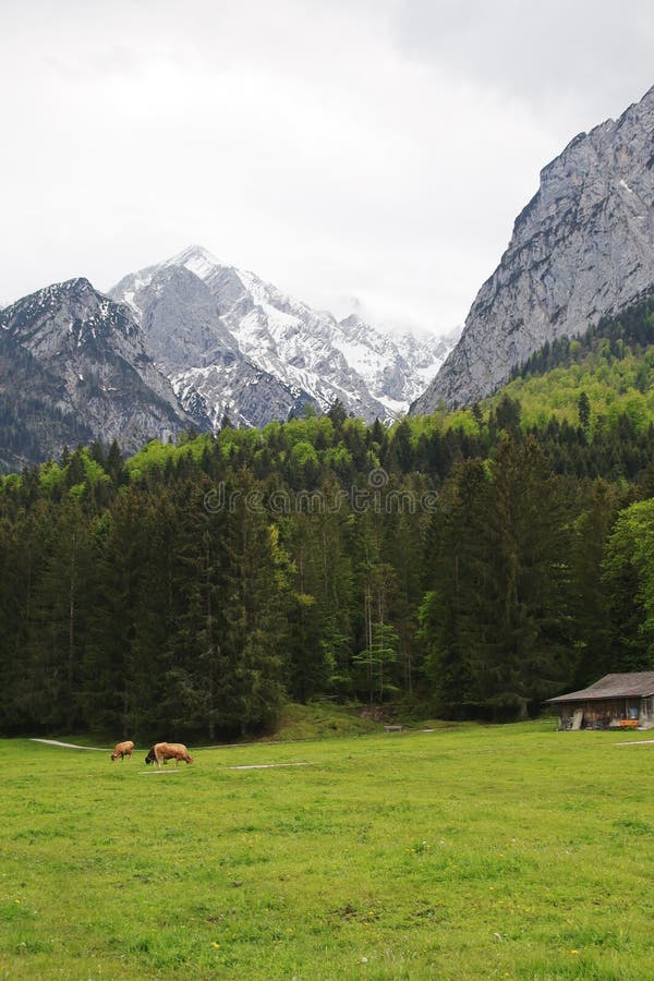 Cows in Zugspitze Valley, Garmisch-Partenkirchen, Germany Stock Photo ...