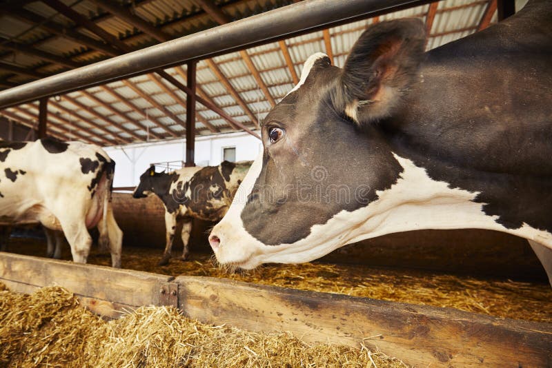 Cowshed stock image. Image of feed, raising, feeding - 59016495