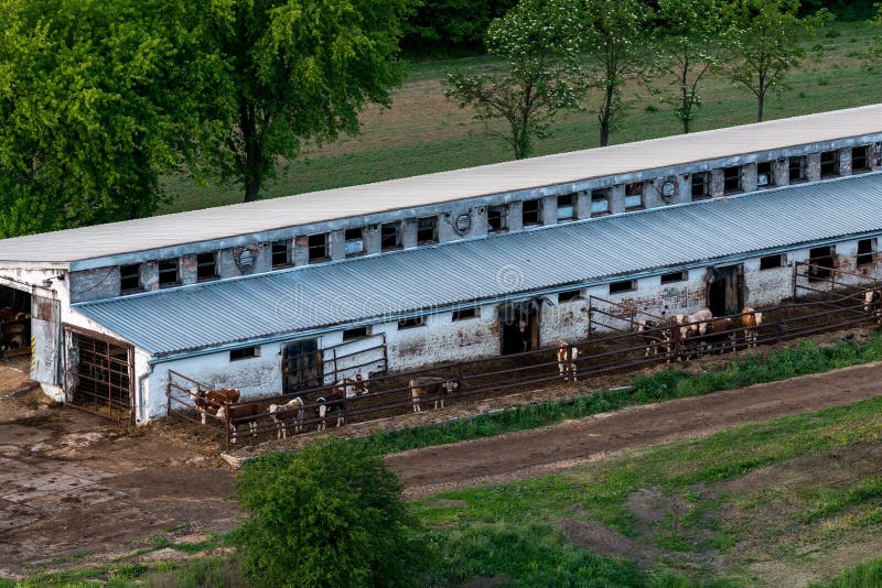 Cowshed stock photo. Image of meat, feeding, herd, cowshed - 90828490
