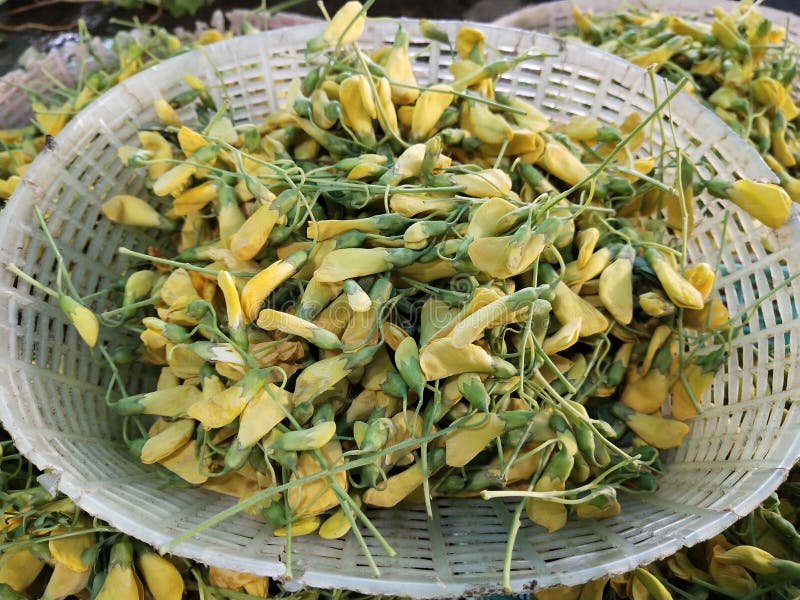 Cowslip Creeper Native Name Stock Photo - Image of creeper, gully ...