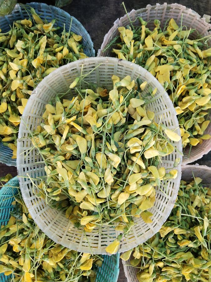 Cowslip Creeper Native Name: Gully, Stock Photo - Image of cowslip ...