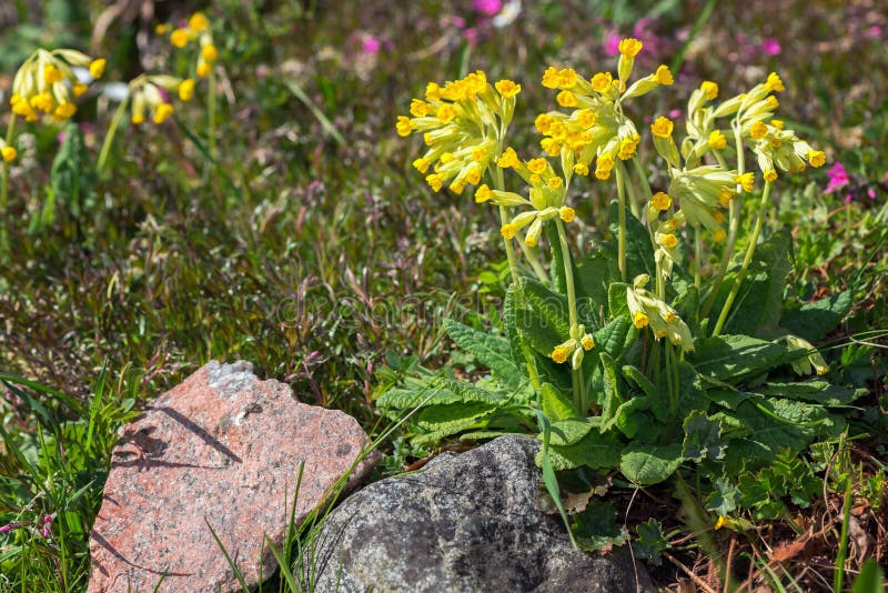 Primula Veris Plants or Cowslip Stock Photo - Image of healthy, grass ...