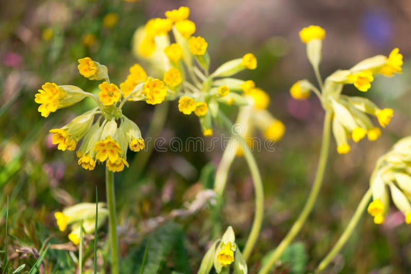 Primula Veris Plants or Cowslip Stock Photo - Image of healthy, grass ...