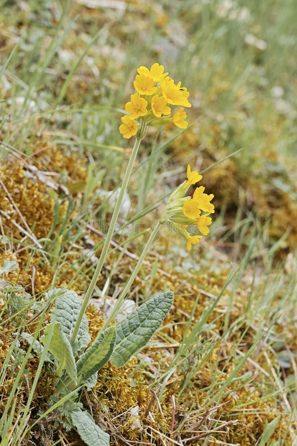 Cowslip is a Plant that the Flower and Root Natural Harbal Stock Photo ...