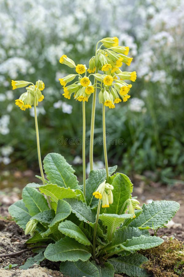 Cowslip Primrose (Primula Veris). General Habitus of the Plant Stock ...