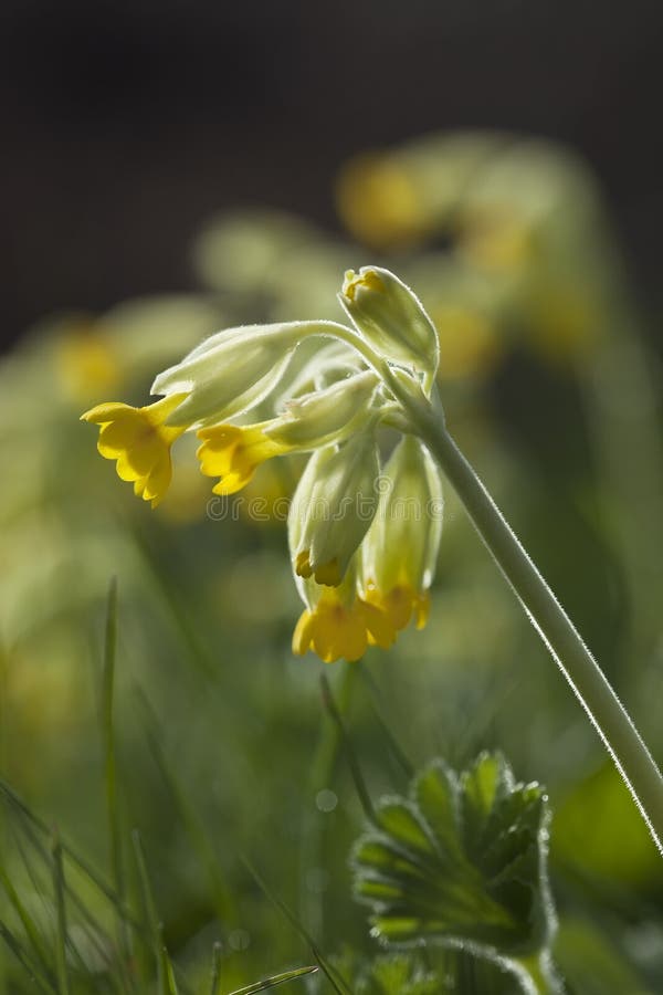 Cowslip Primula veris stock image. Image of flower, ground - 91119383