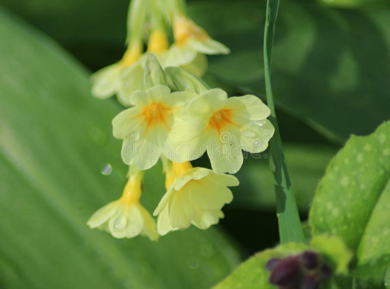 Cowslip Primula Veris Flower Stock Photo - Image of edible, macro: 90675406