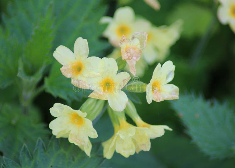 Cowslip Primula Veris Flower Stock Photo - Image of cowslip, blossom ...